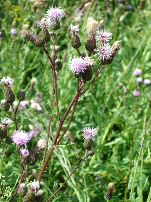 Vzhůru do boje s plevelem, teď je ten správný čas!