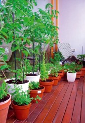 Rady pro úspěšné pěstování rajčat…