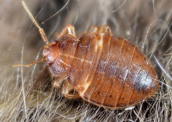 Štěnice – fenomén dnešní doby. Víme jak na ně?