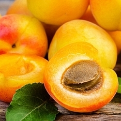 Rady pro výběr mrazuvzdorných meruněk