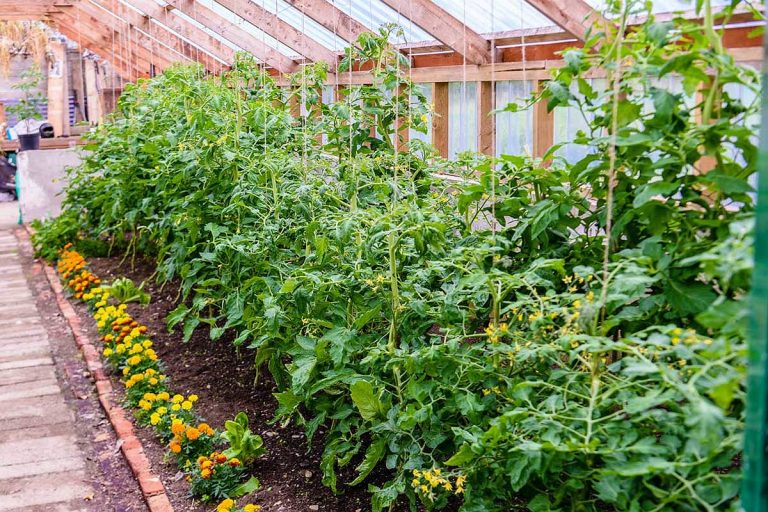 Co zasadit na záhony pod rajčata?