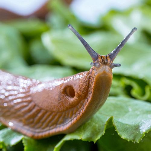 Slimáci opět útočí, poradíme jak na ně!